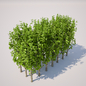 Large square bush - Bush - 3D model