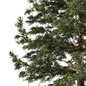 Larix kaempferi tree - Tree - 3D model