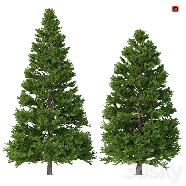 Norway spruce Set 3 Corona - Tree - 3D model