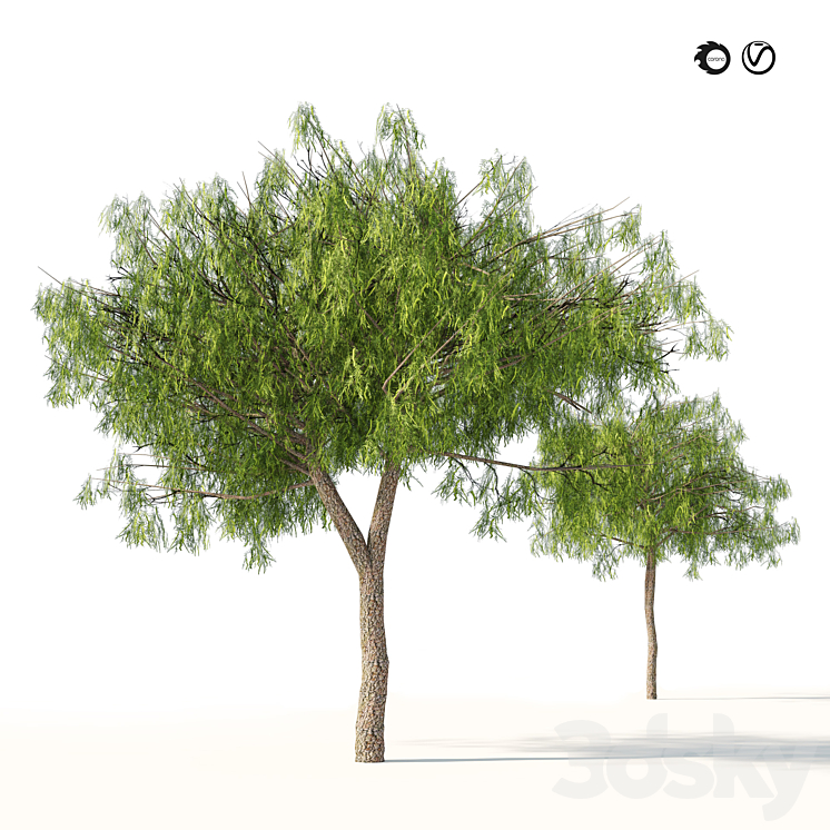 Desert Ghaf Trees of Emirates - Tree - 3D model