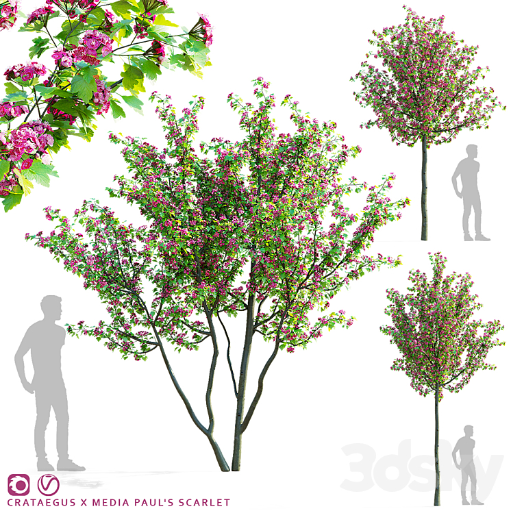 Common hawthorn trees | Crataegus x media Paul's Scarlet - Tree - 3D model