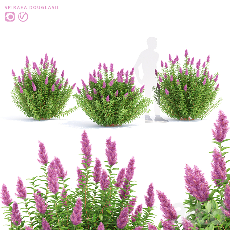Спирея Дугласа кусты| Spiraea douglasii - Кусты - 3D модель