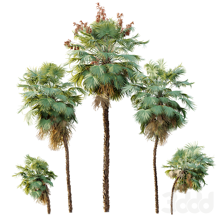 AV Plant Acoelorrhaphe Wrightii Palm Tree 02 - Деревья - 3D модель