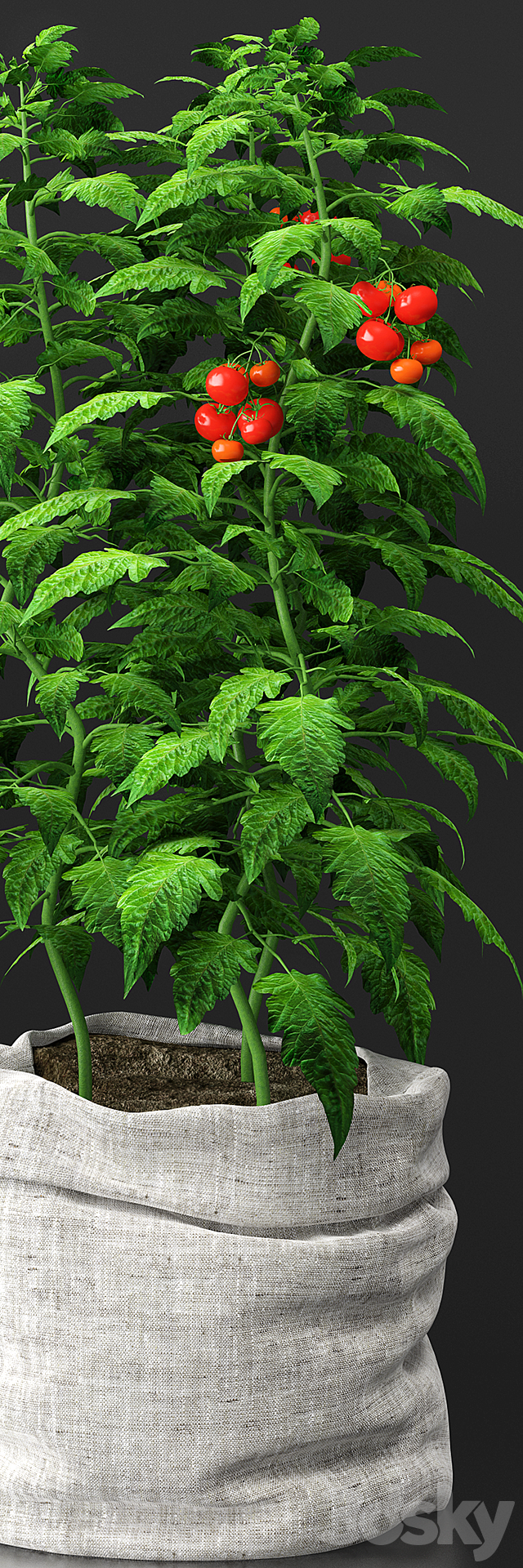 Tomato plant - Indoor - 3D Models