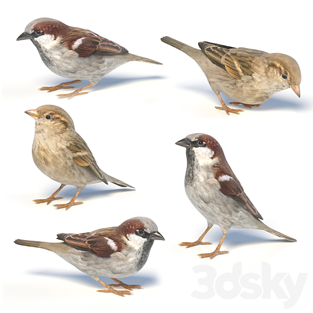 House Sparrow / 1 - Creature - 3D Models