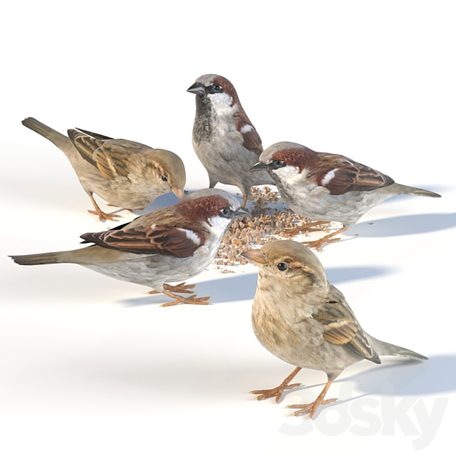 House Sparrow / 1 - Creature - 3D Models