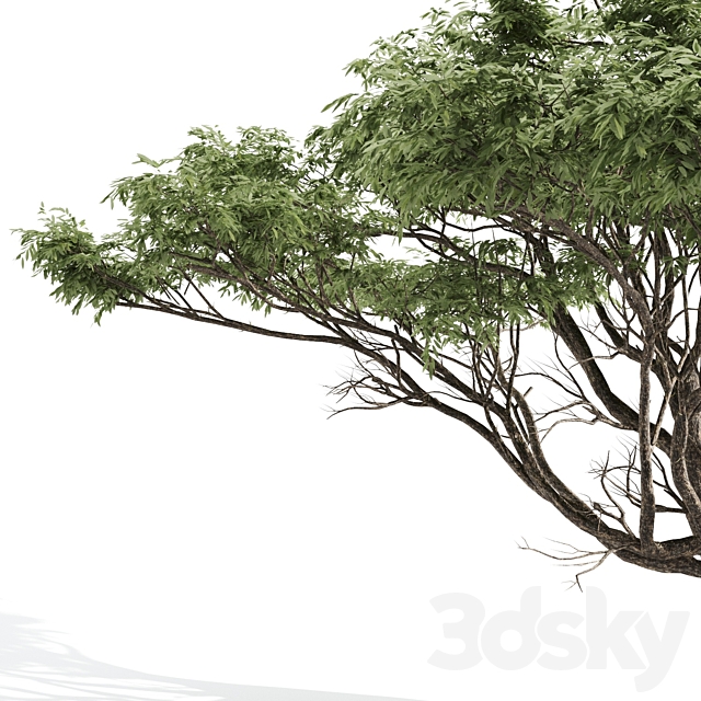 High quality Acacia - Tree - 3D Models