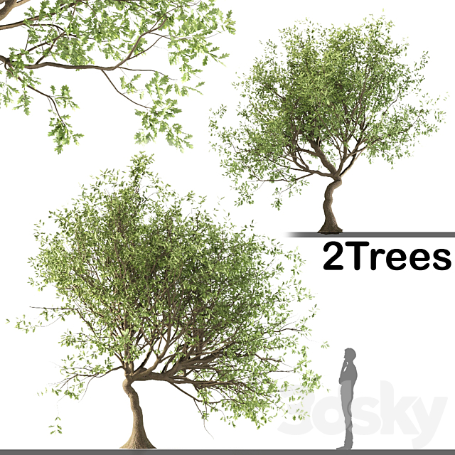 Canyon live oak Tree (2 Trees) - Tree - 3D Models